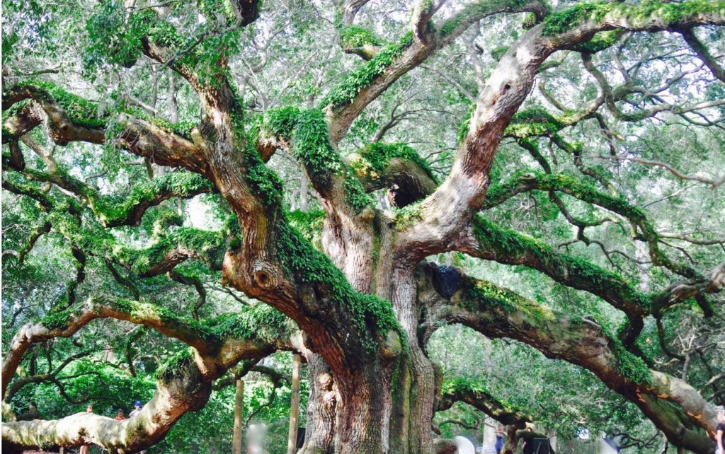 Upcoming Events – Gullah Geechee Cultural Heritage Corridor Commission